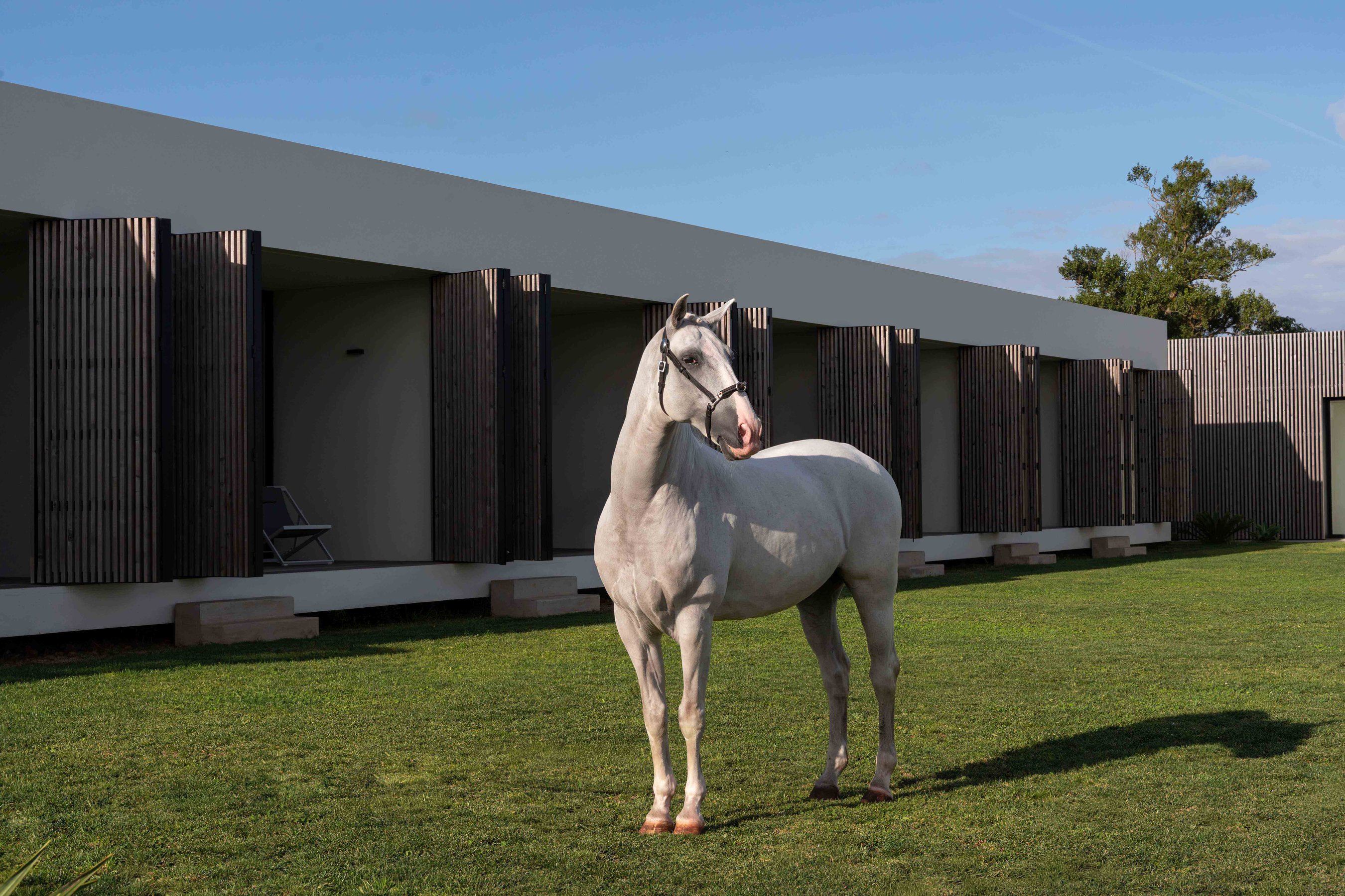 Lusitano Garden Villa: Inside Canto Tavares Stud with João Gomez