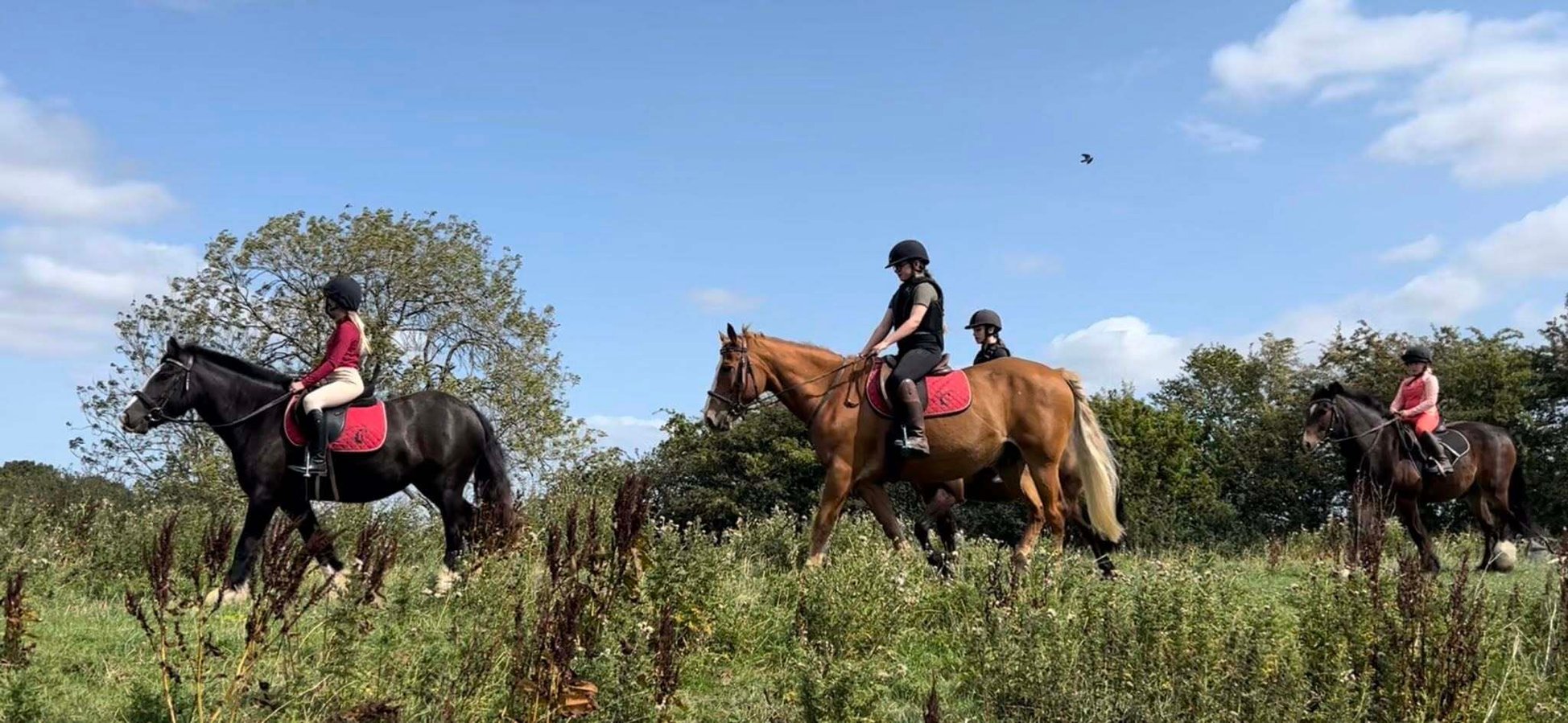 Top 7 Riding schools in Durham, North England